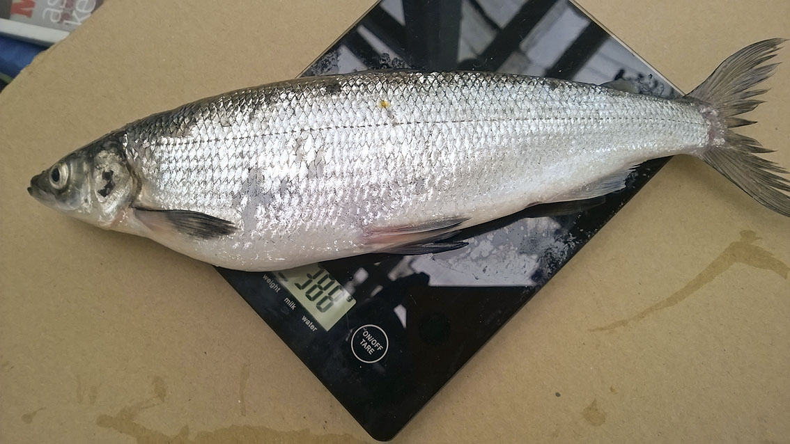 Kala maistuu suomalaisile - Lappilainen